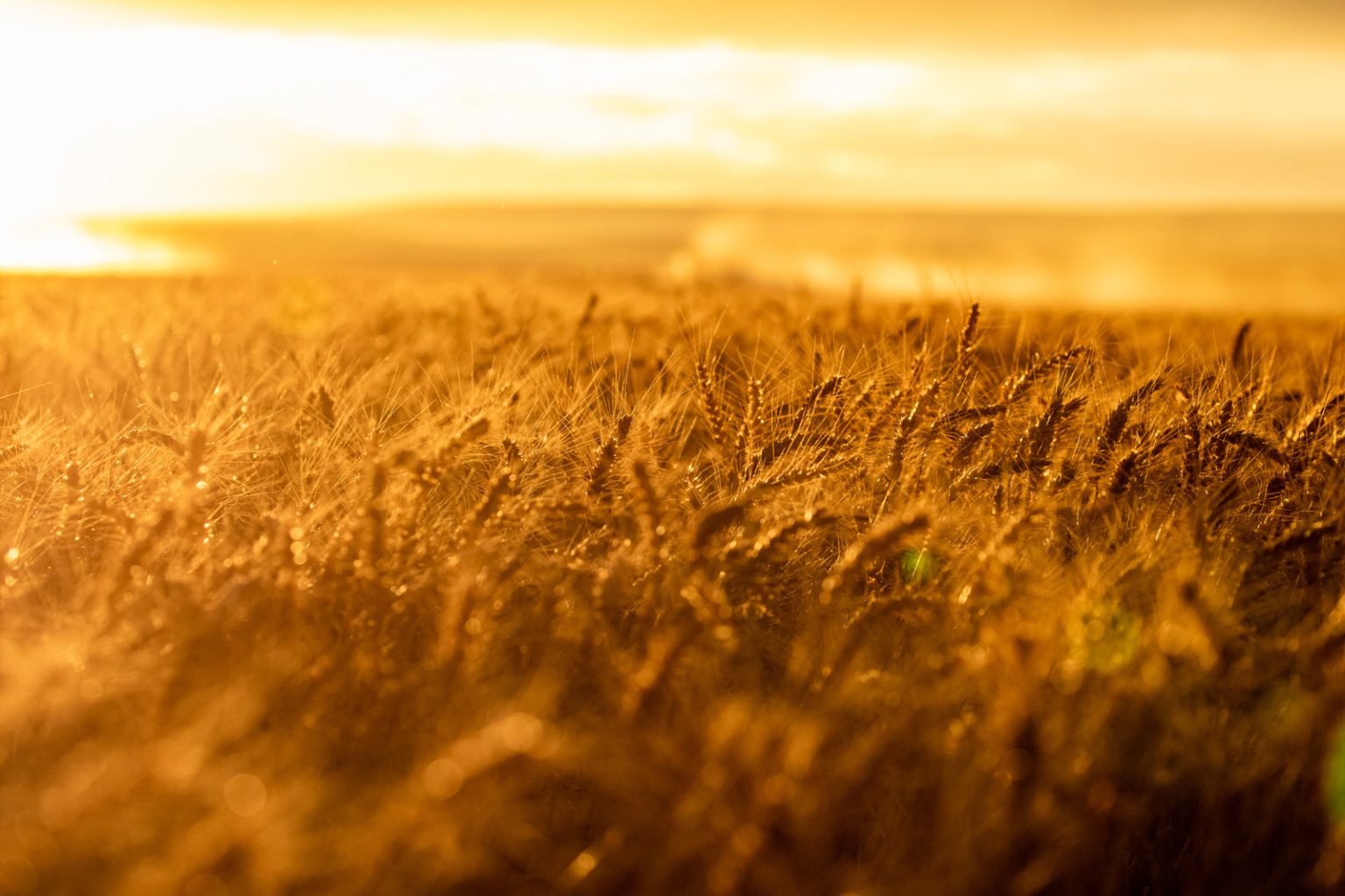 Current grain contracts - CHS Herman